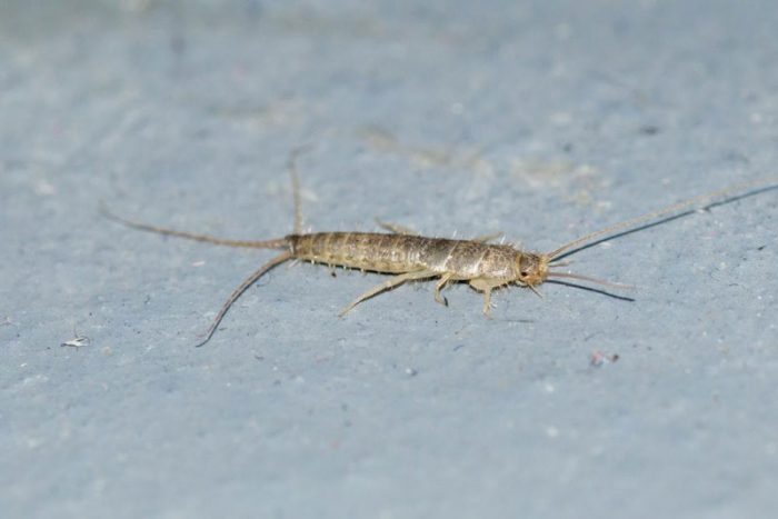 Eliminar bichos de la humedad: trucos | Humedalia